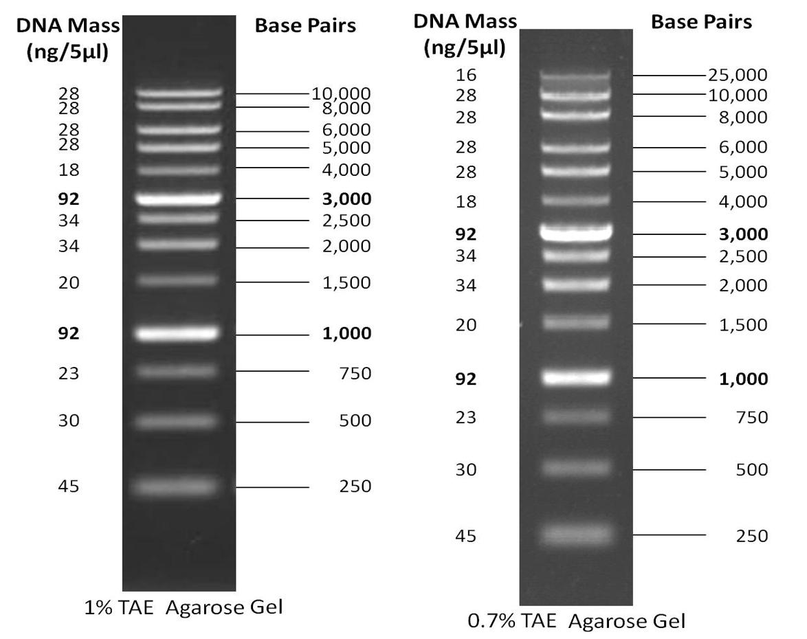 1 Kb PLUS DNA Ladder ZellBio GmbH 1 Kb PLUS DNA Ladder ZellBio GmbH